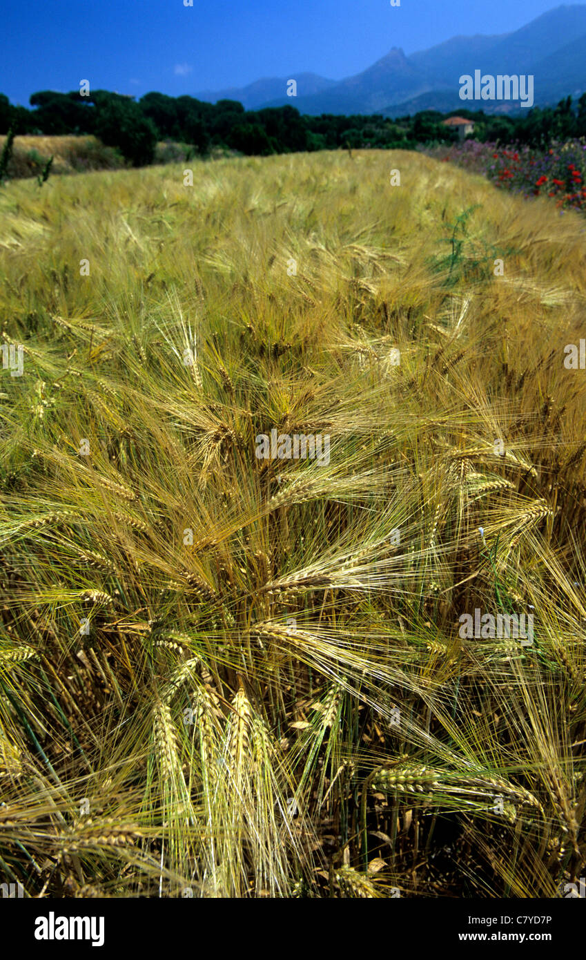 Italy, Tuscany, Elba Island, countryside, wheat field Stock Photo - Alamy