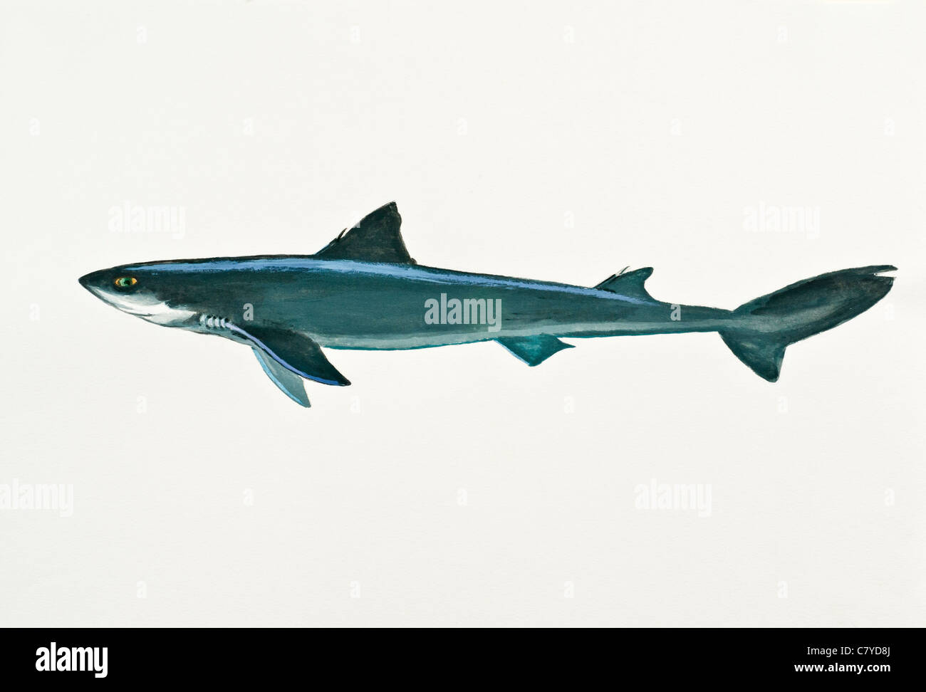 Spiny Dogfish, Squalus acanthias, Squalidae Stock Photo - Alamy