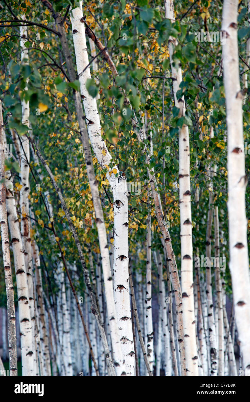 Silver birch trees hi-res stock photography and images - Alamy