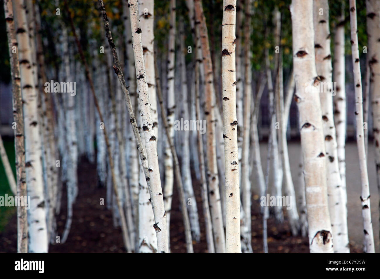 Silver birch trees outside the Tate Modern in London Stock Photo - Alamy