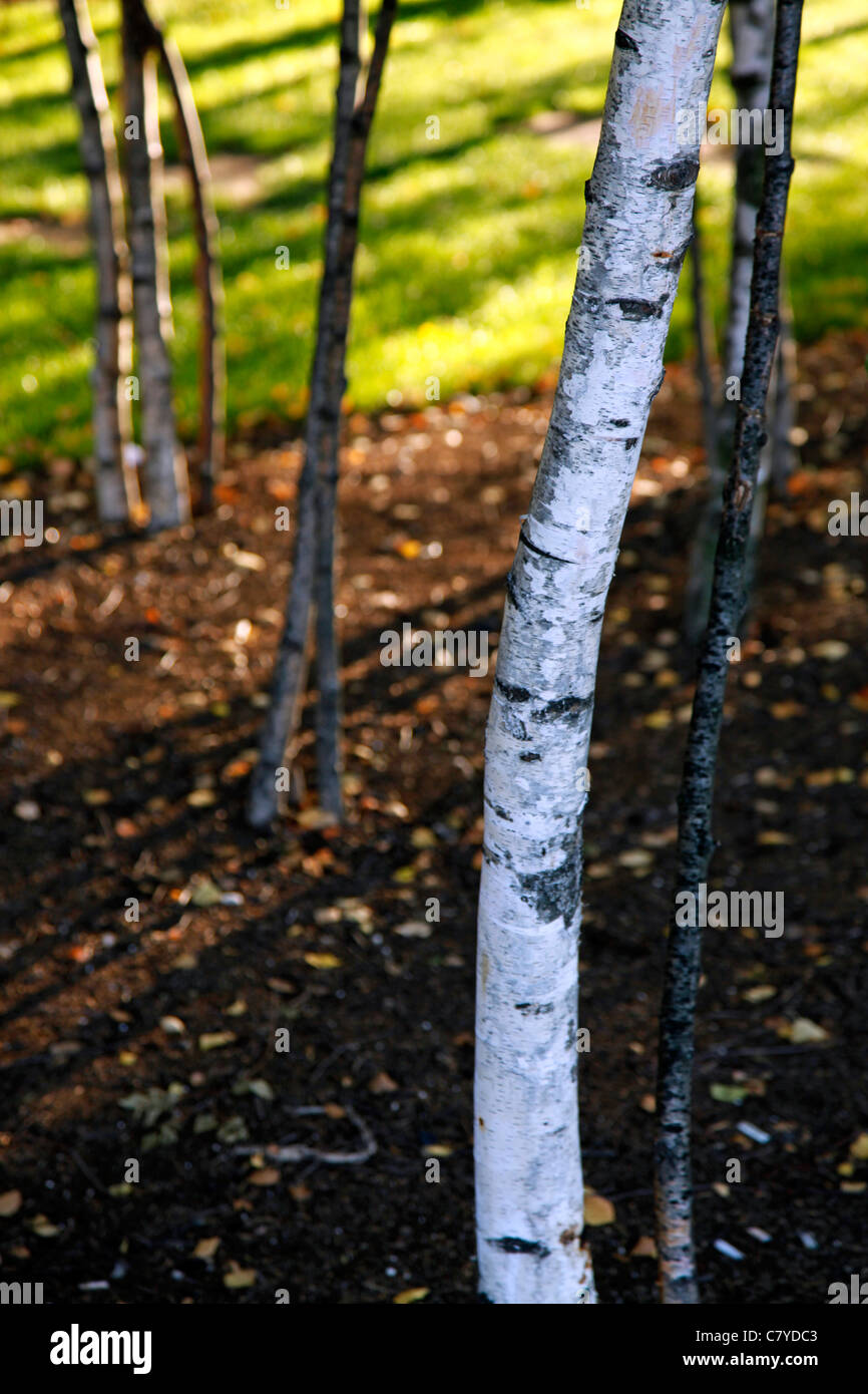 London tate modern birches hi-res stock photography and images - Alamy