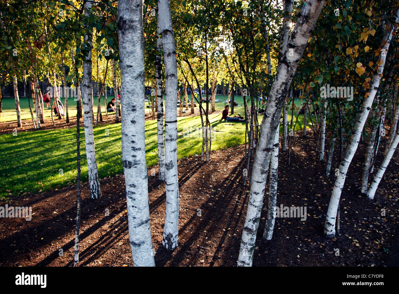 London tate modern birches hi-res stock photography and images - Alamy