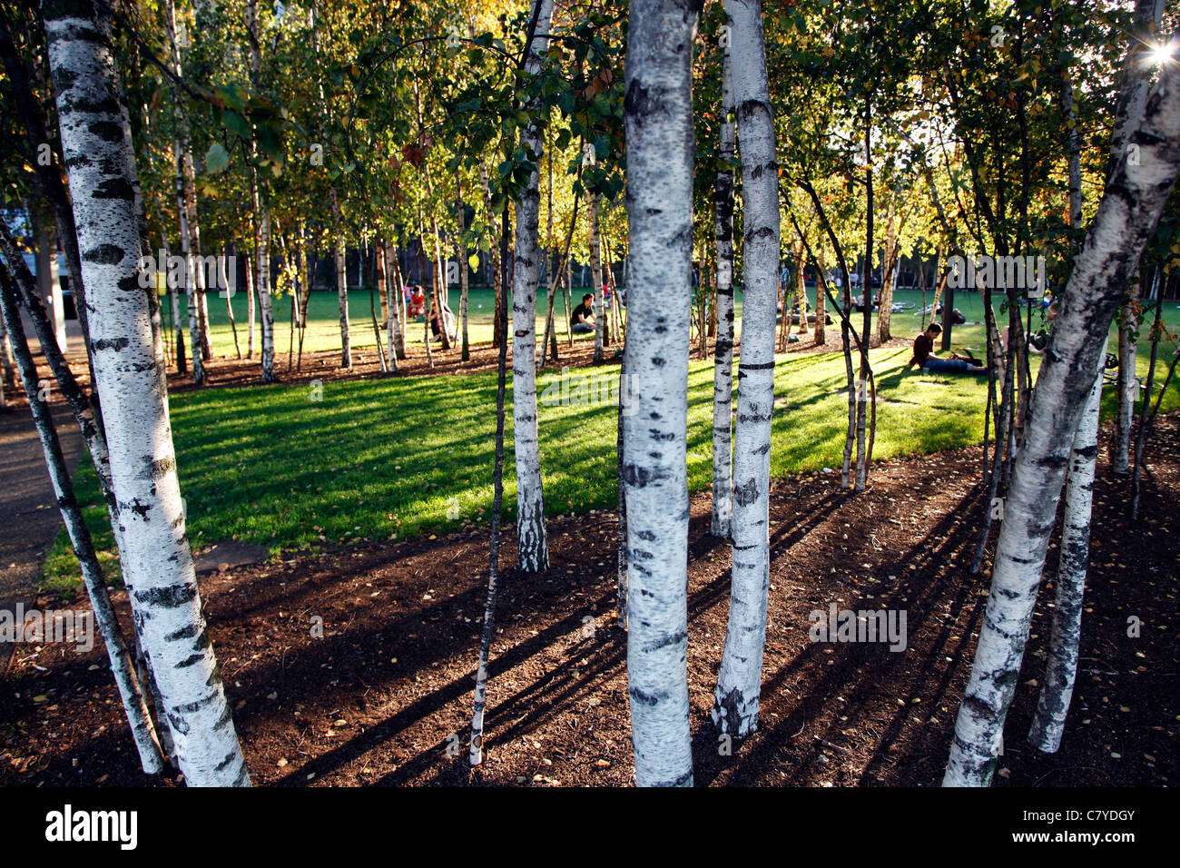 London tate modern birches hi-res stock photography and images - Alamy