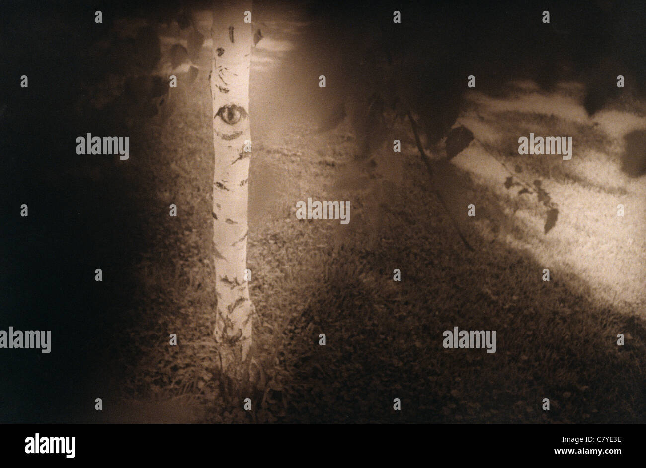 A birch tree with eye Stock Photo - Alamy