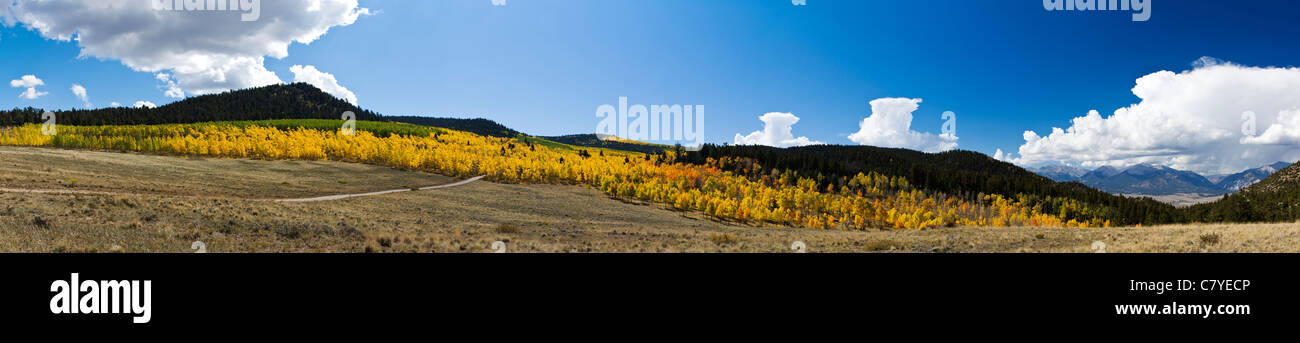 Wide panorama view of Aspen tree leaves in golden color, Aspen Ridge ...