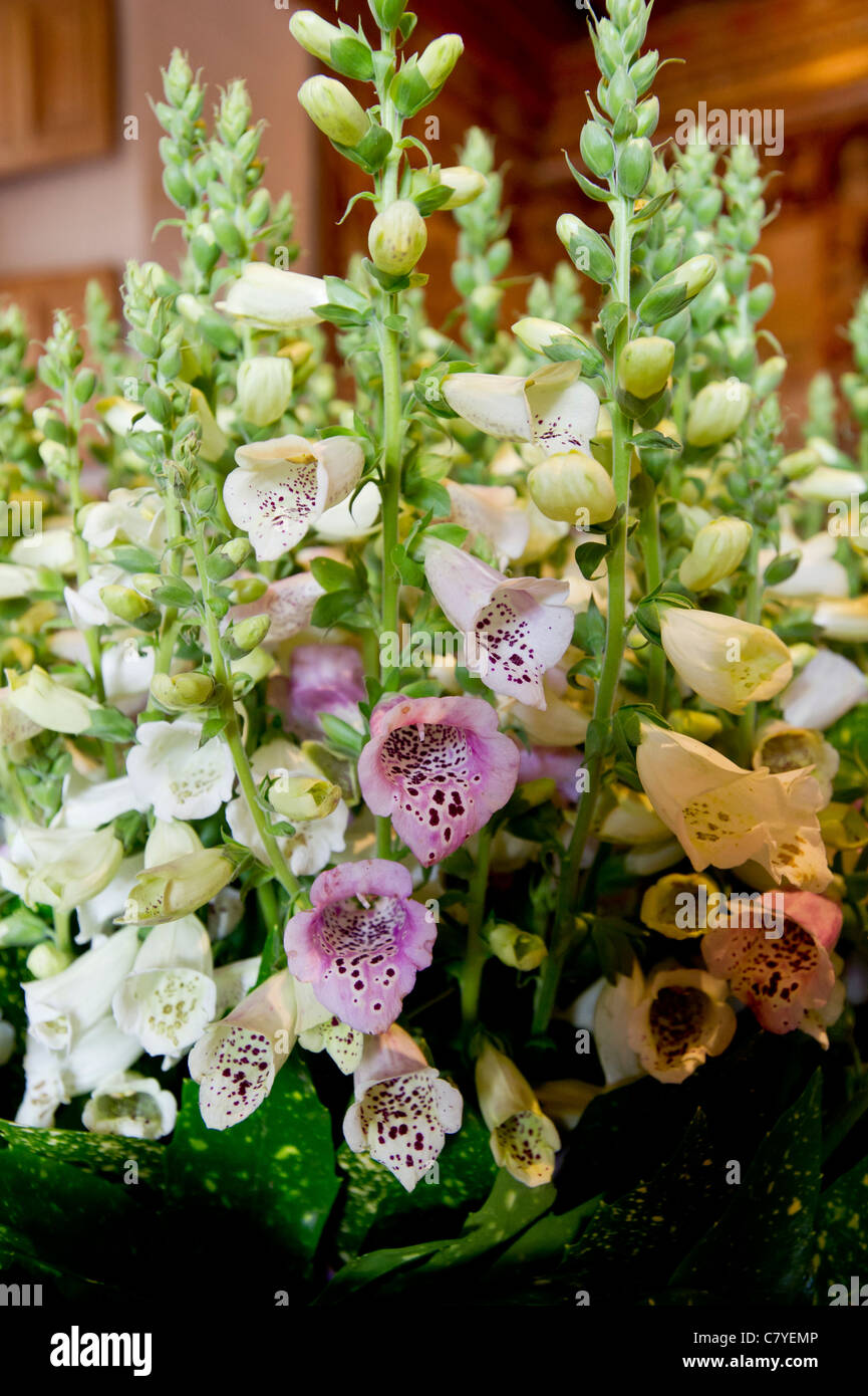 Foxgloves hi-res stock photography and images - Alamy