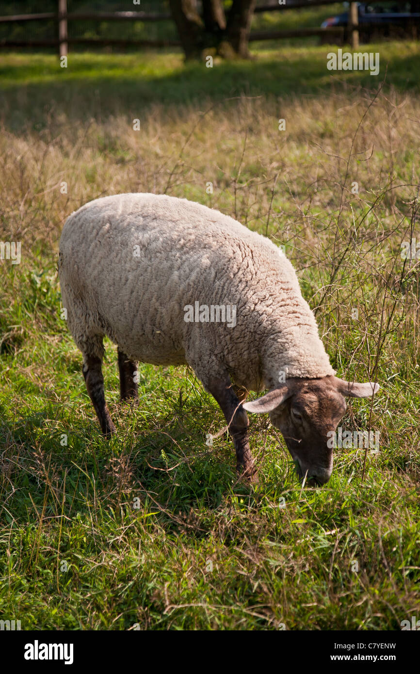 Single sheep grazing in a green field Stock Photo - Alamy