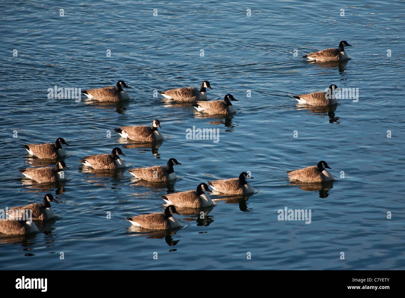 Group of Canada geese swimming in the water Stock Photo - Alamy