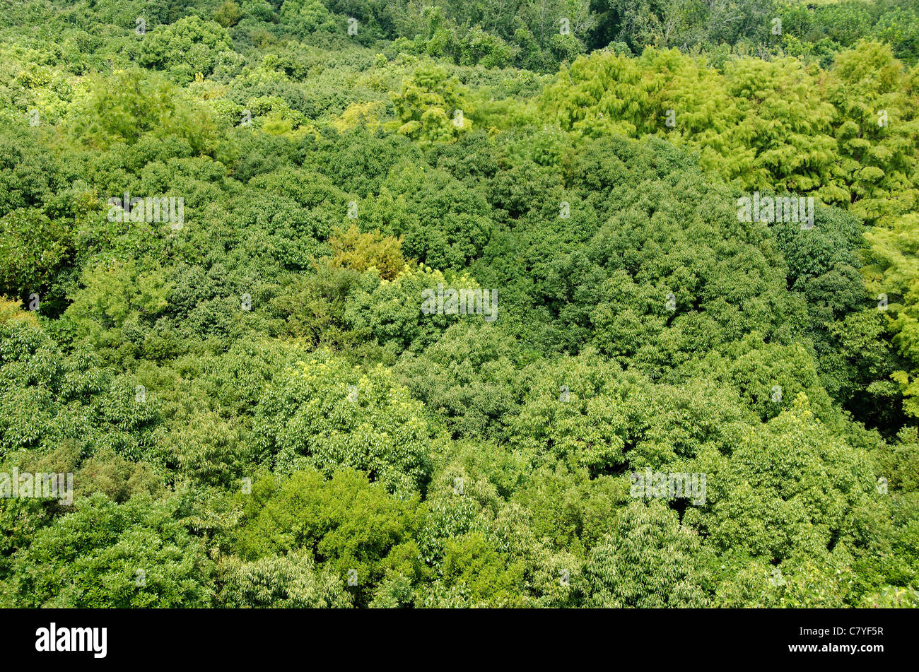 Japanese deciduous forest canopy as seen from above in summer in Osaka ...