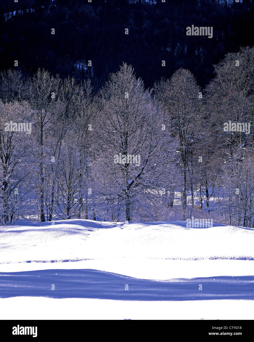 Trees in snow, Fussen, Bavaria, Germany Stock Photo - Alamy