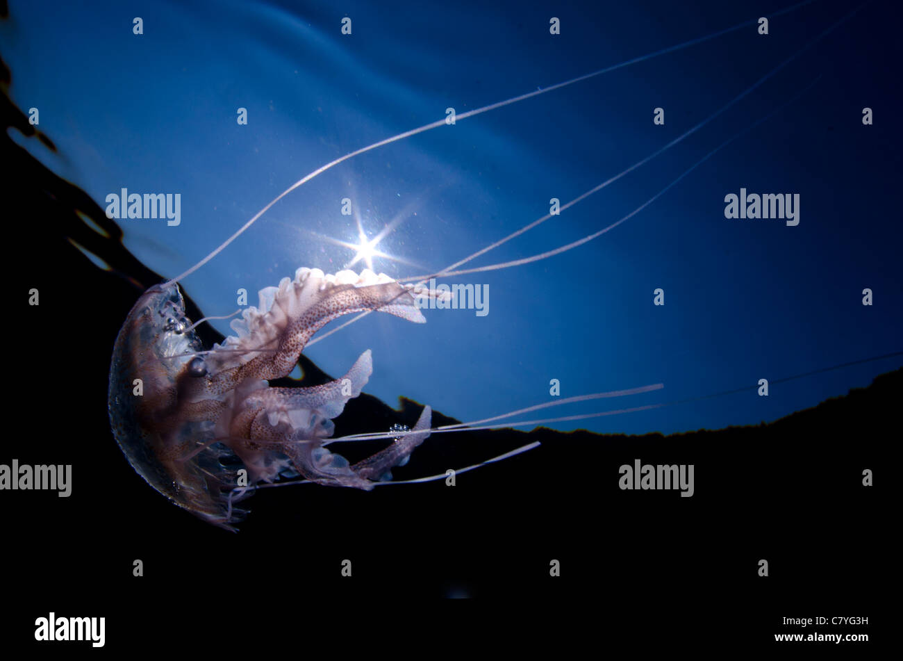 Jellyfish in the Gulf of Biscay, cantabrico sea, marine life, sea life ...