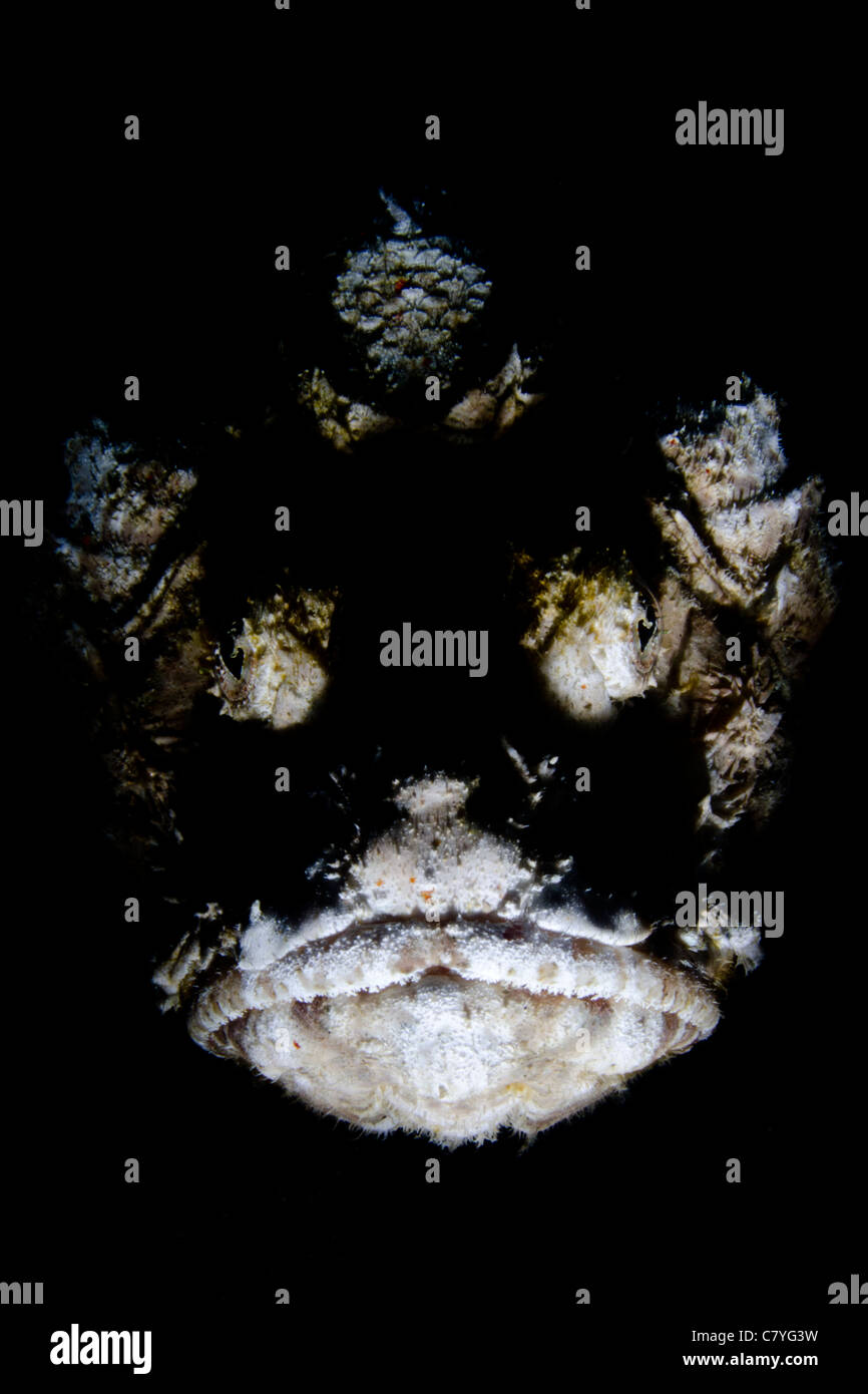 Philippines coral reef Underwater, anilao, stone fish, marine life, sea ...