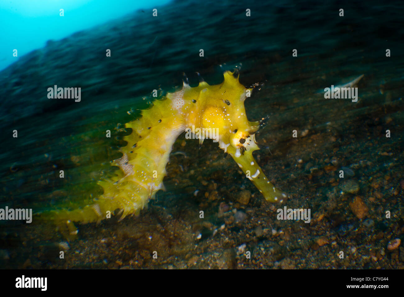 Philippines coral reef Underwater, Anilao, marine life, sea life, sea ...