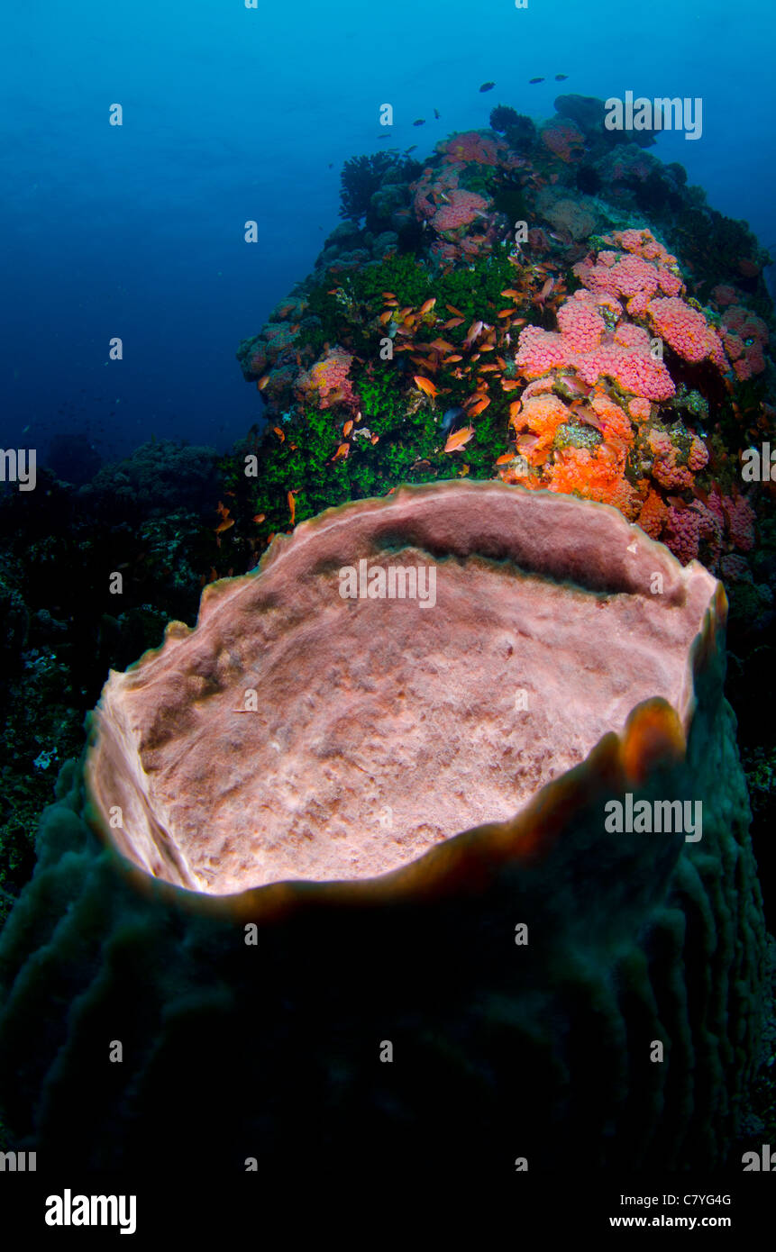 Clear coral polyp hi-res stock photography and images - Alamy