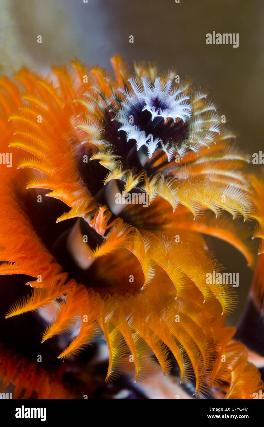 Philippines coral reef Underwater, Anilao, Christmas tree worm, sea ...
