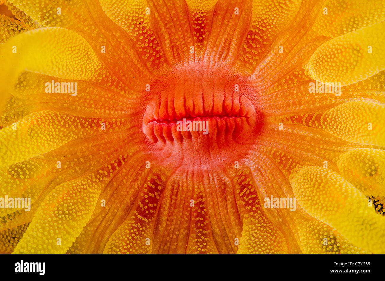 Philippines coral reef Underwater, Anilao, marine life, coral, polyp ...