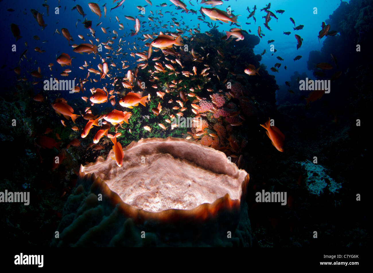 Philippines coral reef Underwater, Anilao, coral reef, tropical reef ...
