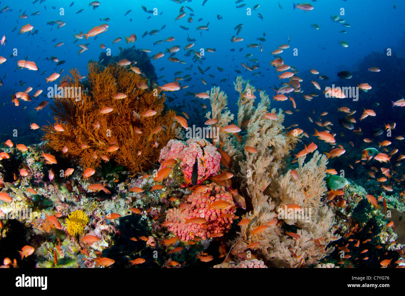 Philippines coral reef Underwater, Anilao, coral reef, tropical reef ...