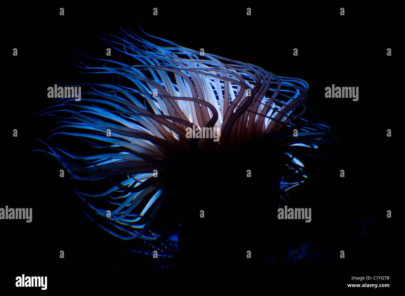Philippines coral reef Underwater, Anilao, tube worm, lighting ...