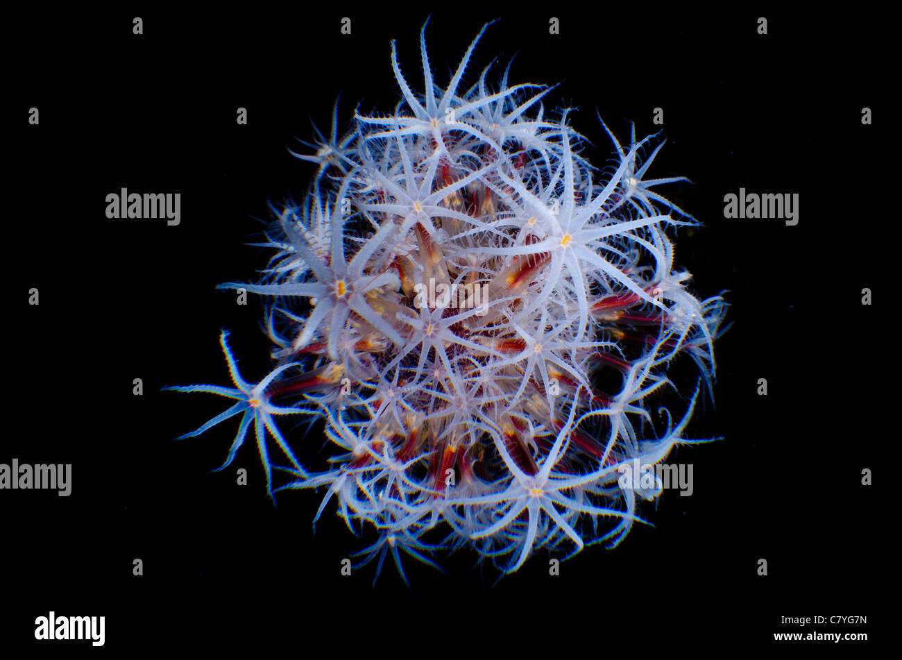 Philippines coral reef underwater anilao hi-res stock photography and ...