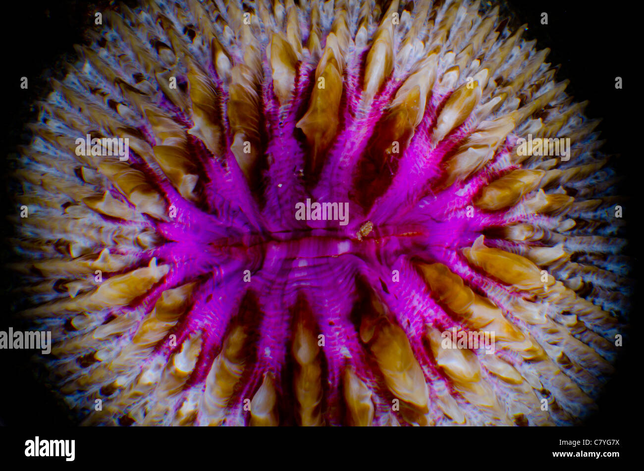 Philippines coral reef Underwater, Anilao, marine life, sea life, coral ...