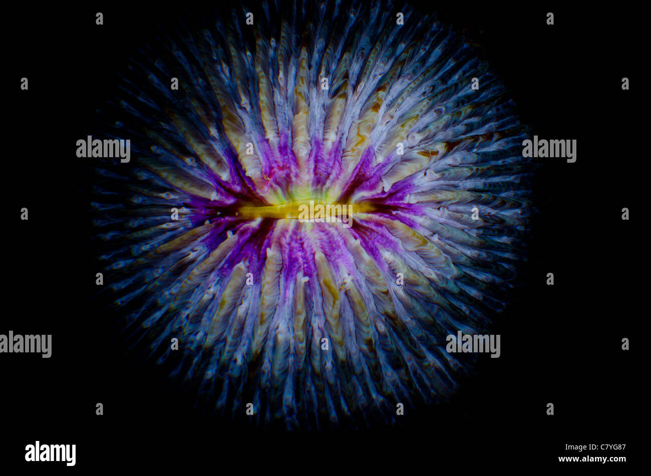 Philippines coral reef Underwater, Anilao, coral, polyp, coral reef ...