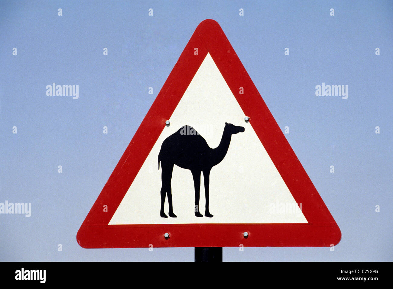 United arab emirates camel signs hi-res stock photography and images ...