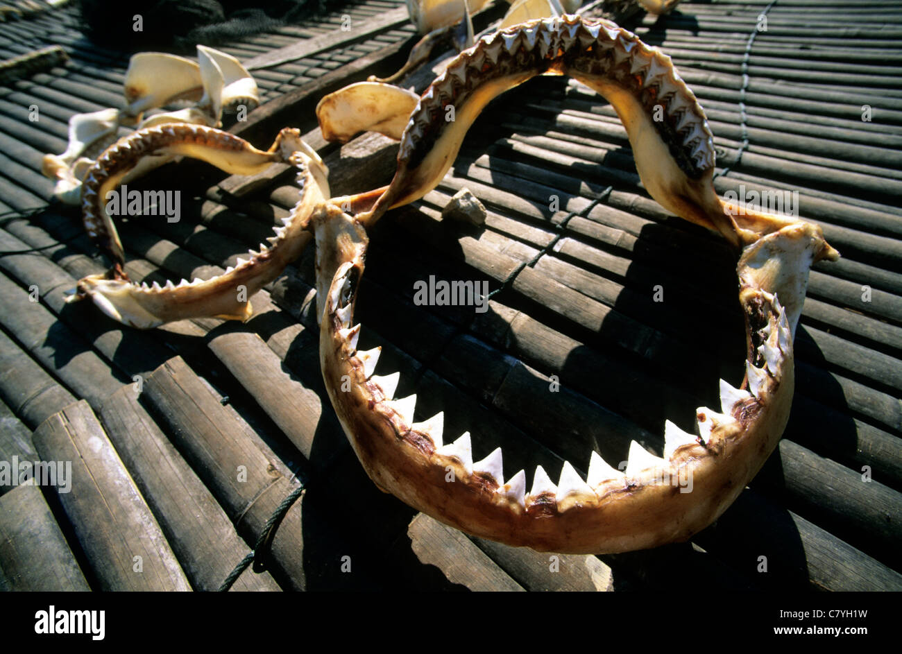 Shark mouth teeth skeleton hi-res stock photography and images - Alamy