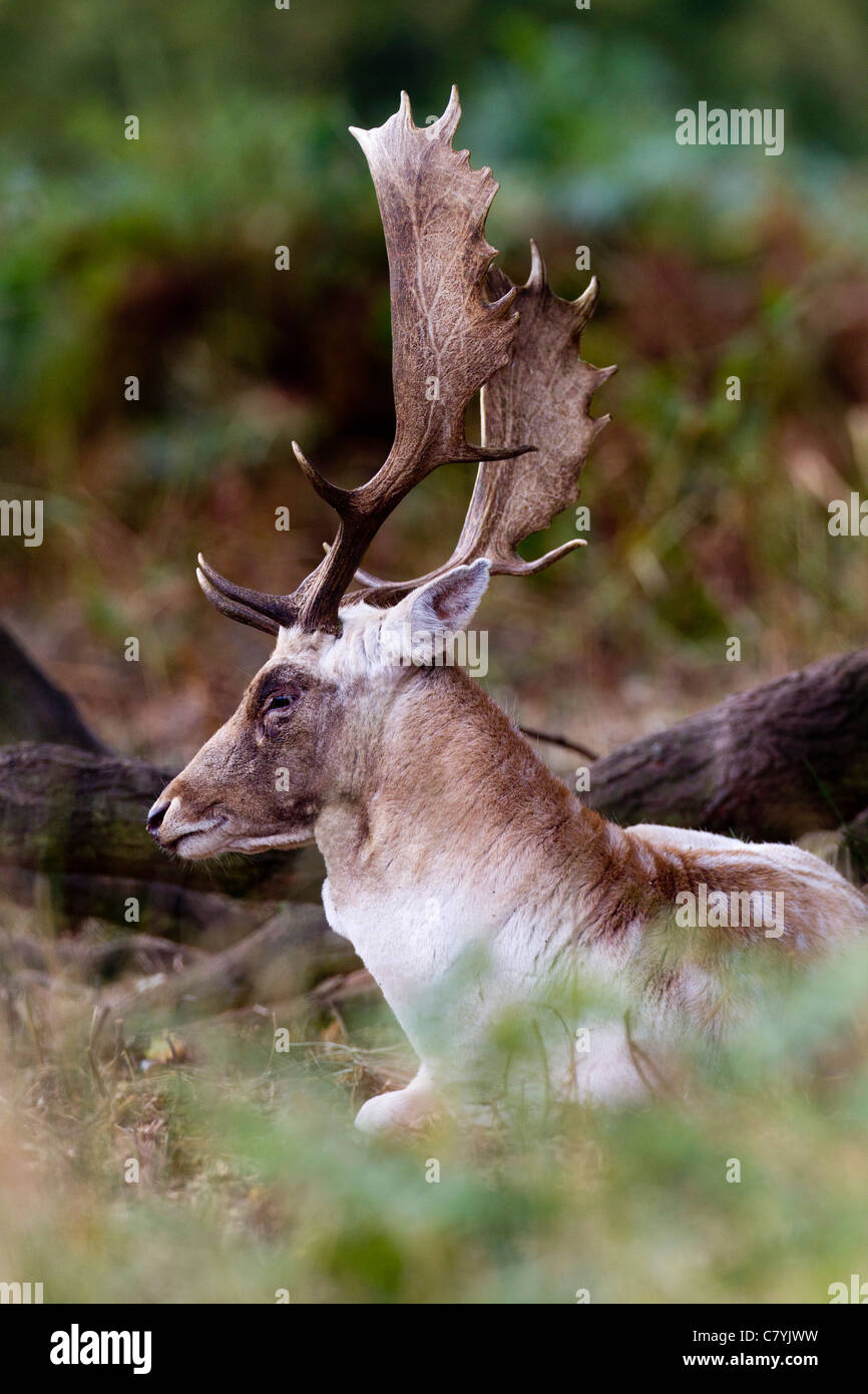 Fallow Deer. Dama dama (Artiodactyla Stock Photo - Alamy