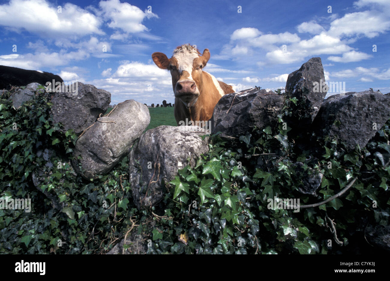 Europe, Ireland, cow in the countryside Stock Photo - Alamy