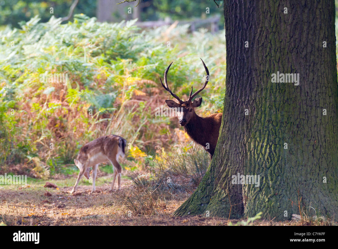 Young Red Deer Stag looking from behind tree Stock Photo - Alamy