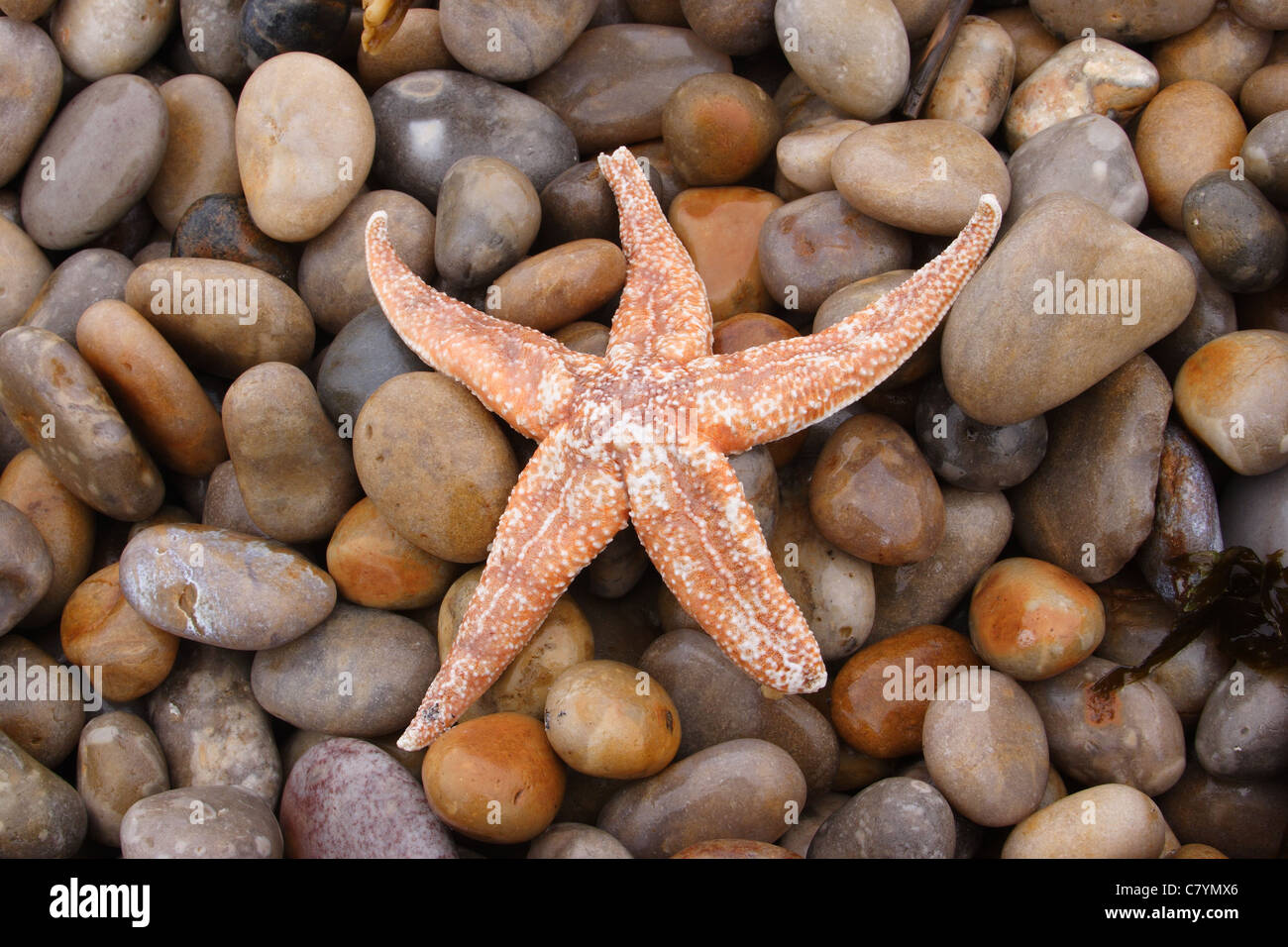 Common starfish hi-res stock photography and images - Alamy