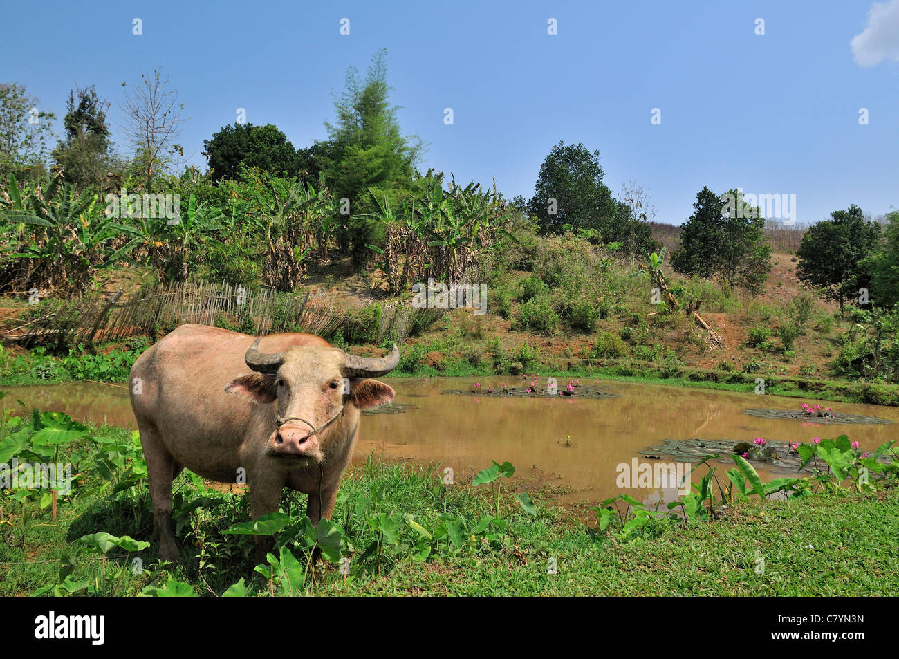 Carabao hi-res stock photography and images - Alamy