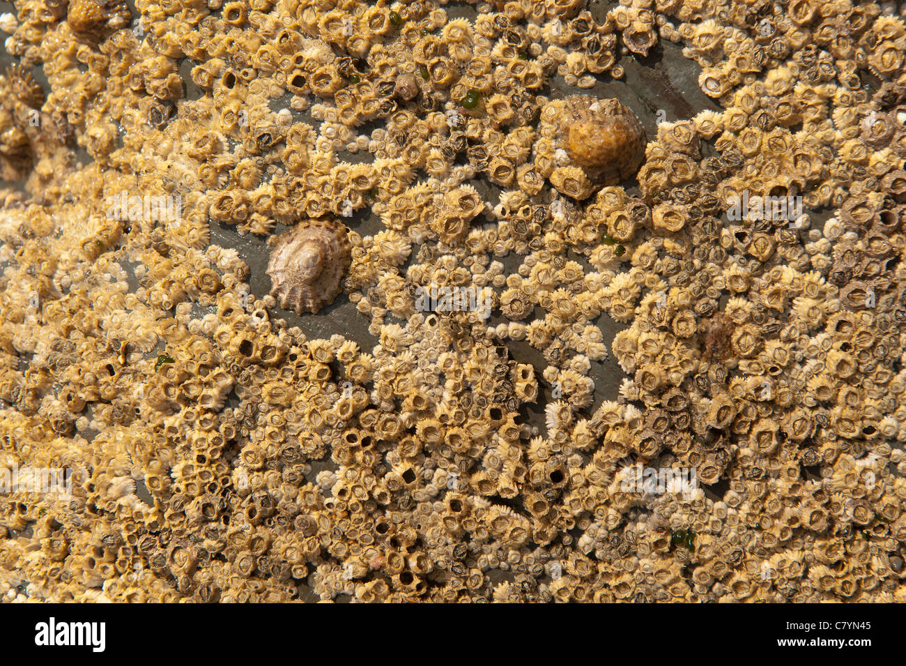 Barnacles and limpet colonizing shoreline rocks exposed at low tide ...