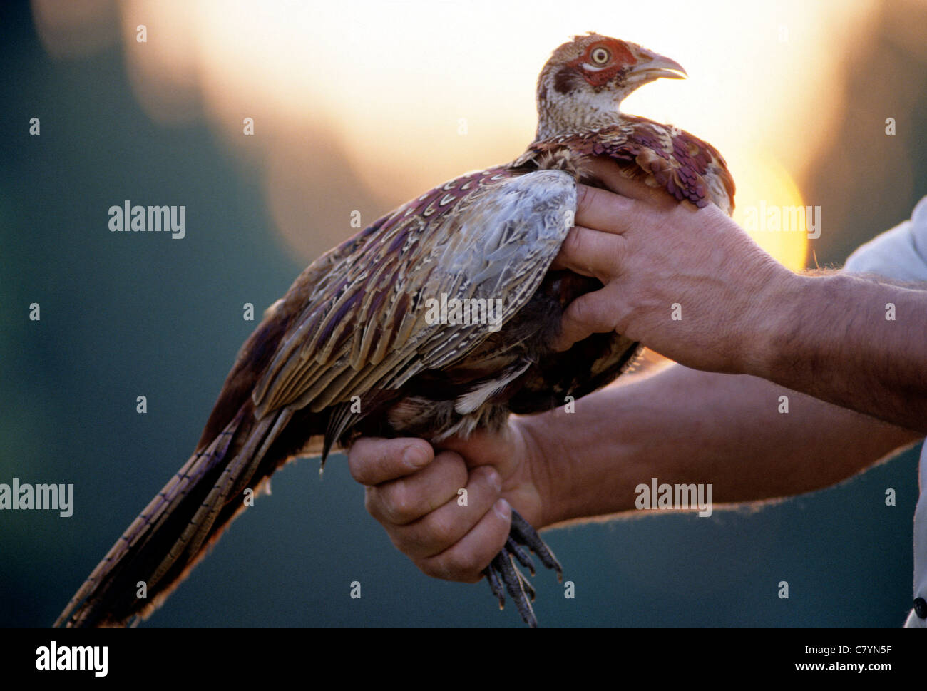Man holding pheasants hi-res stock photography and images - Alamy