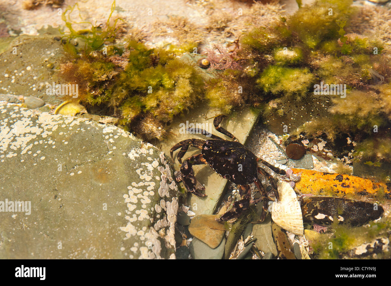 cryptic camouflage and markings help to blend shore crab against ...