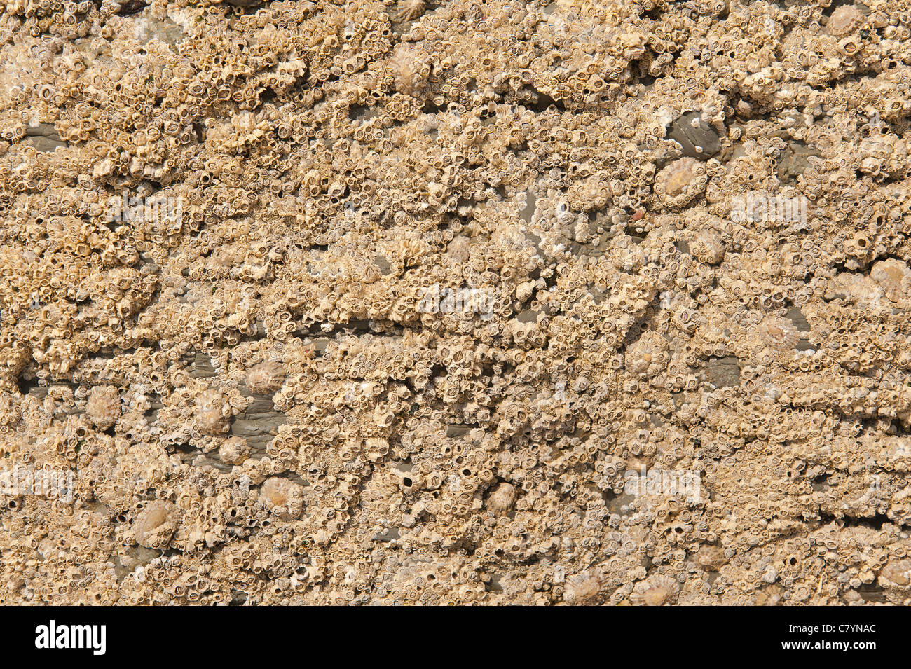 Barnacles chthamalus stellatus hi-res stock photography and images - Alamy