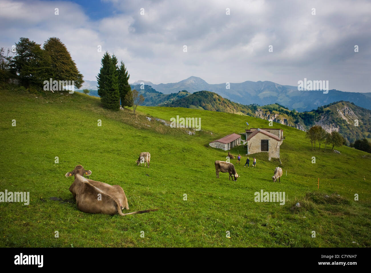 Cows in pasture, Taleggio valley, Lombardy, Italy Stock Photo - Alamy