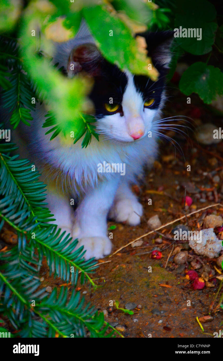Cat Hiding Behind Tree High Resolution Stock Photography and Images - Alamy