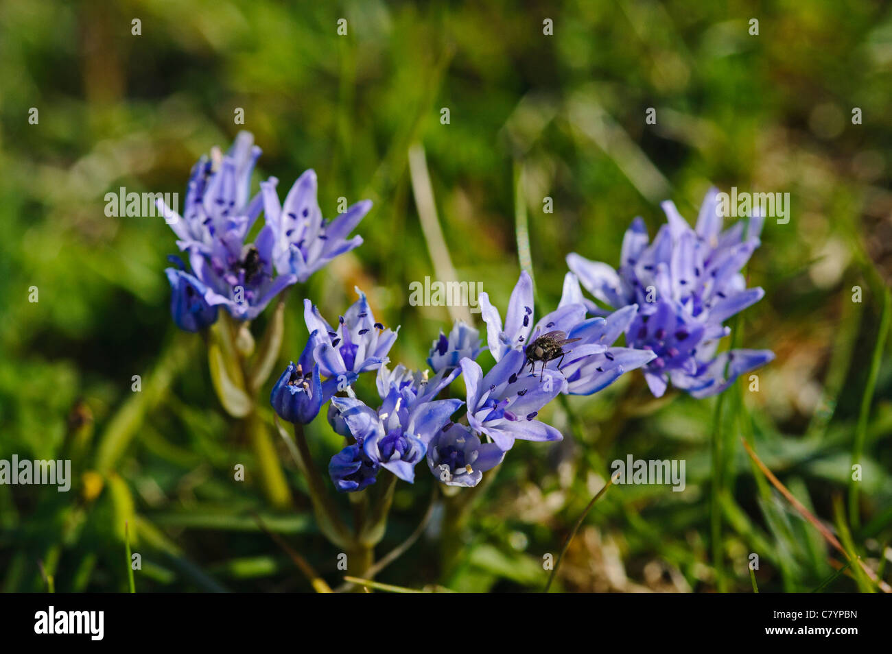 Spring squill hi-res stock photography and images - Alamy