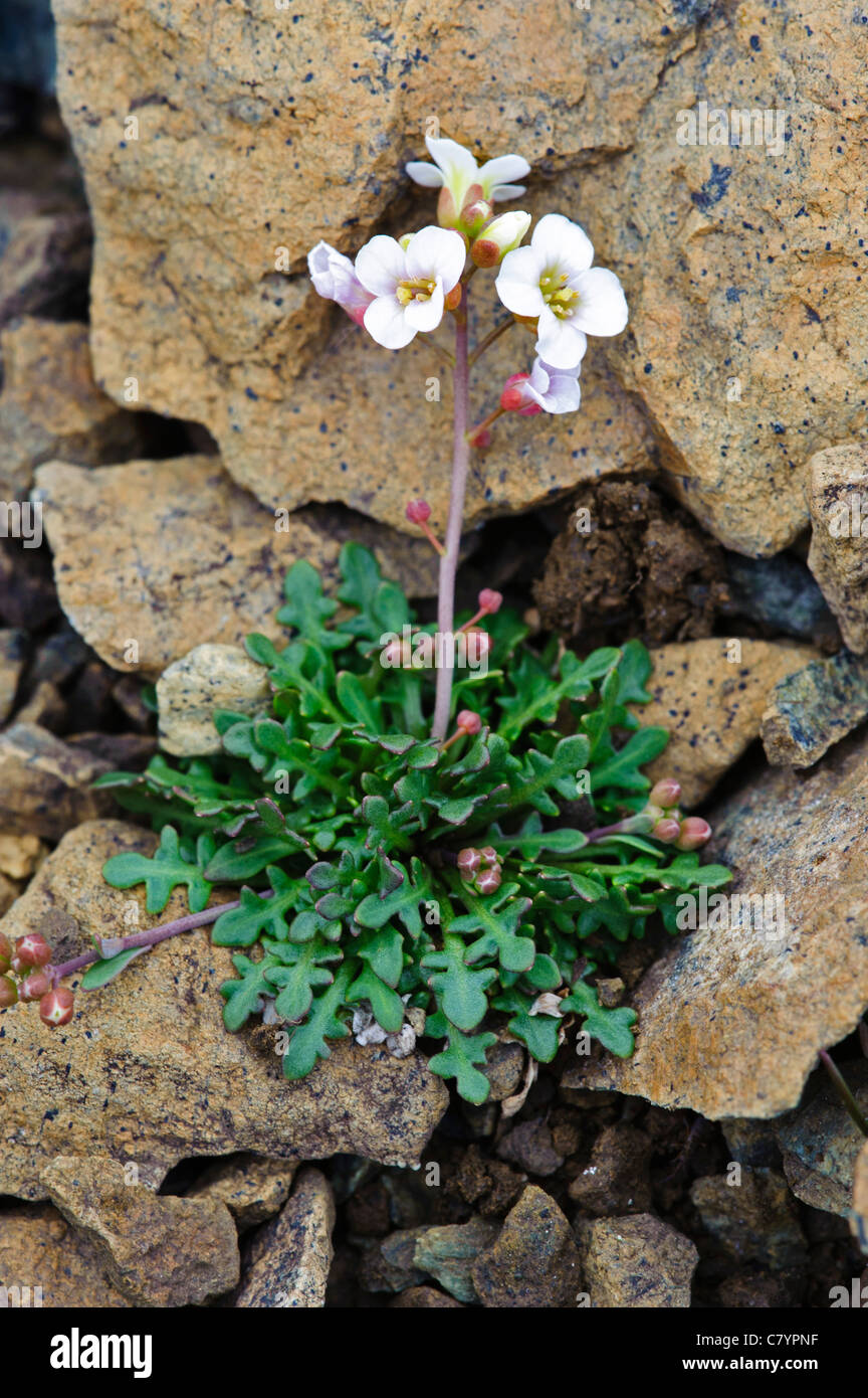 Rock Cress Arabis