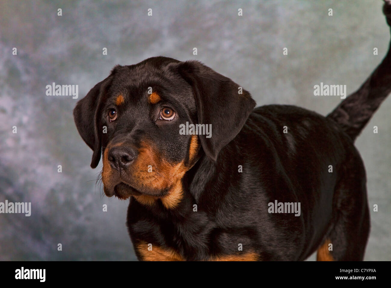 Young Rottweiler puppy Stock Photo - Alamy