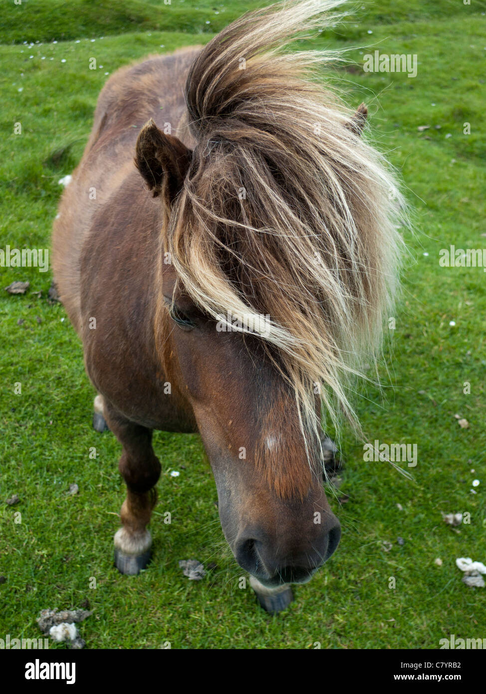 Cream pony hi-res stock photography and images - Alamy