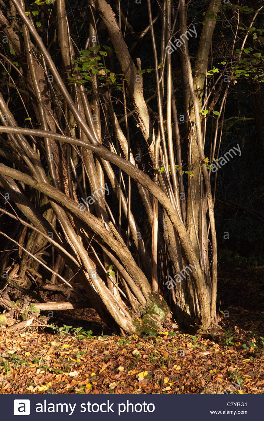 Coppicing High Resolution Stock Photography and Images - Alamy