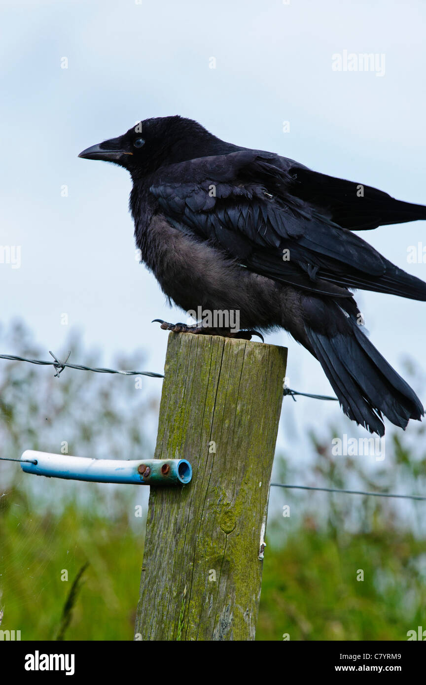 Young crow bird hi-res stock photography and images - Alamy