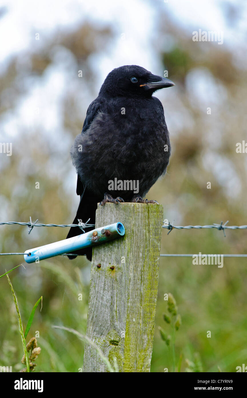 Young raven bird hi-res stock photography and images - Alamy
