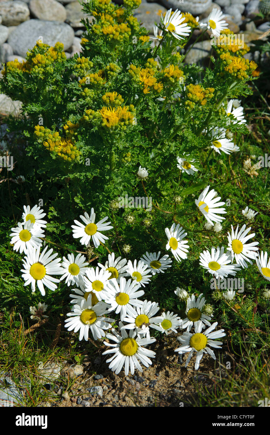 Sea Mayweed (Tripleurospermum maritimum) with Ragwort (Senecio jacobaea ...