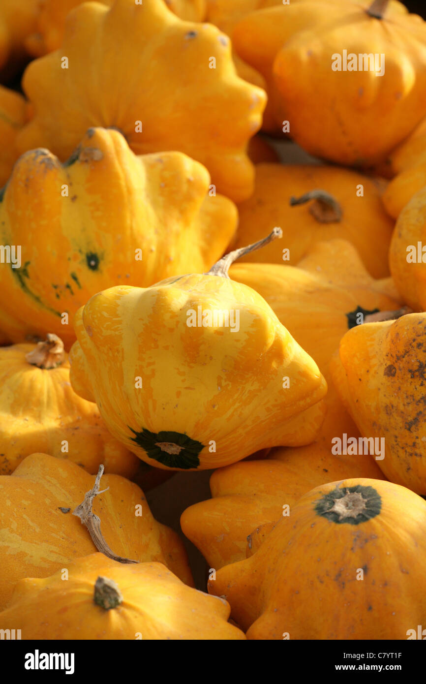 Flying saucer squash hi-res stock photography and images - Alamy