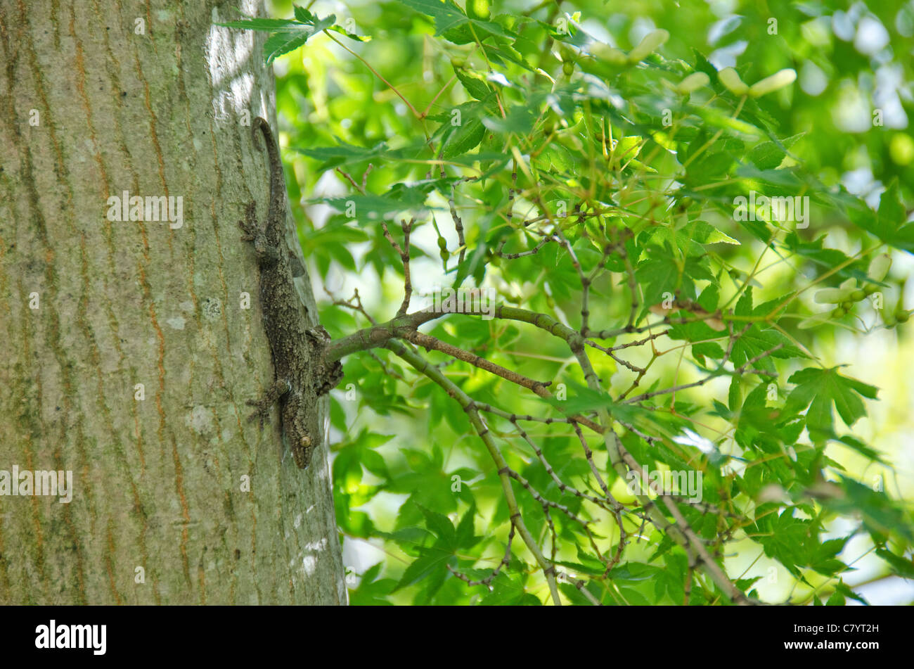 Bark gecko hi-res stock photography and images - Alamy