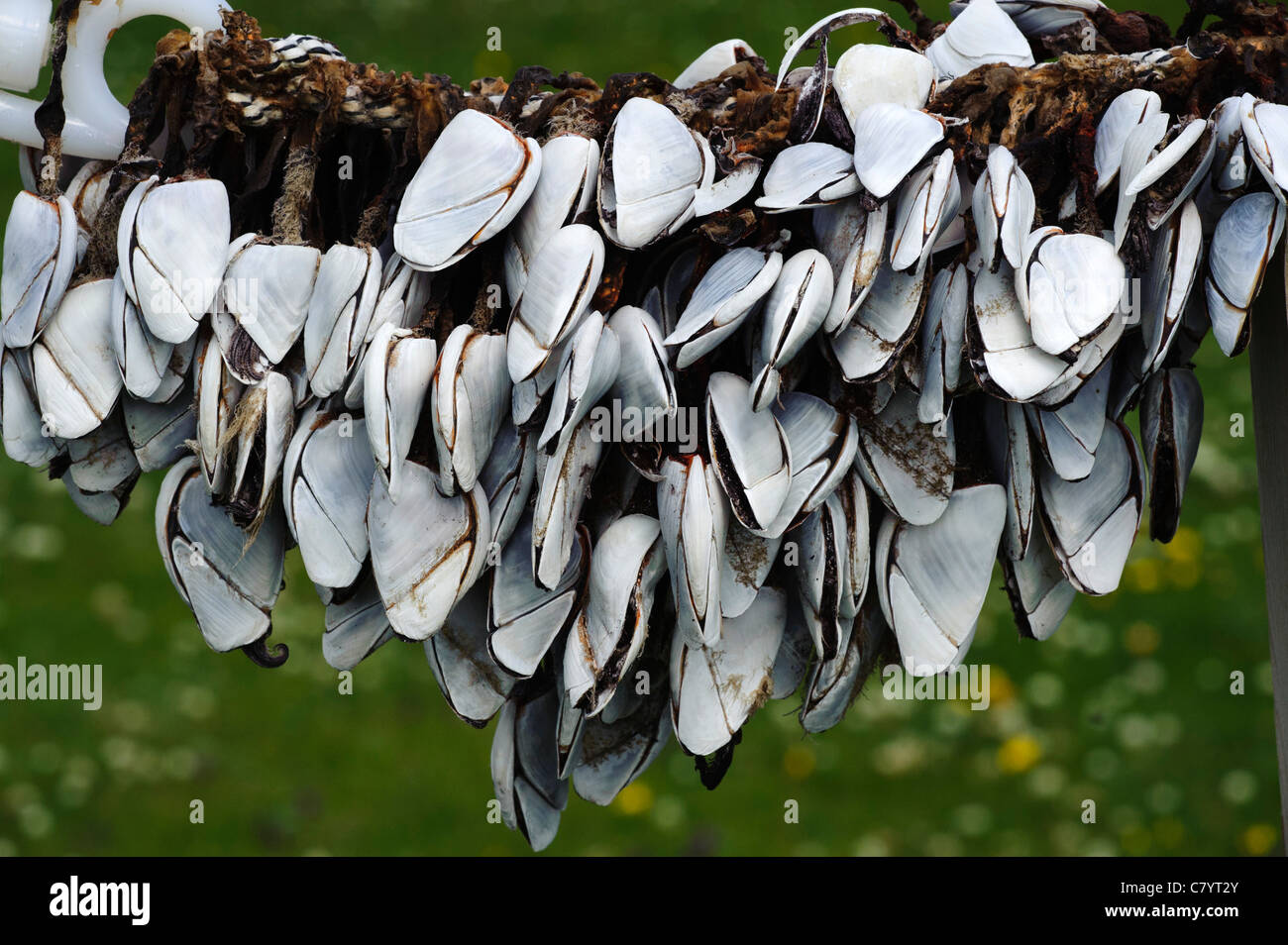 Common Goose Barnacle (Lepas anatifera Stock Photo - Alamy